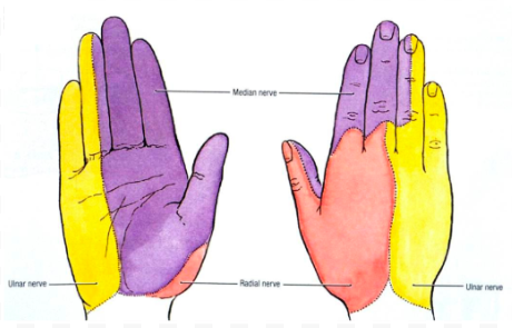Pronator Teres Syndrome and Numbness in Your Fingers — Dynamic Physio ...