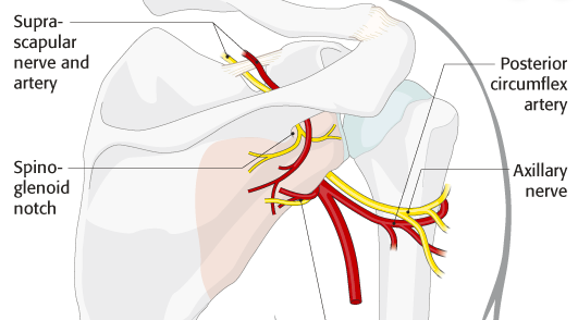 Posterior Circumflex Humeral Artery