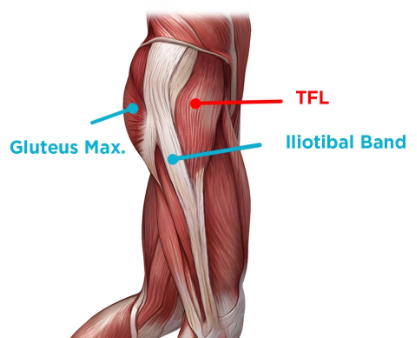 The TFL: a Pesky Little Muscle — Dynamic Physio Therapy | Naples, FL ...
