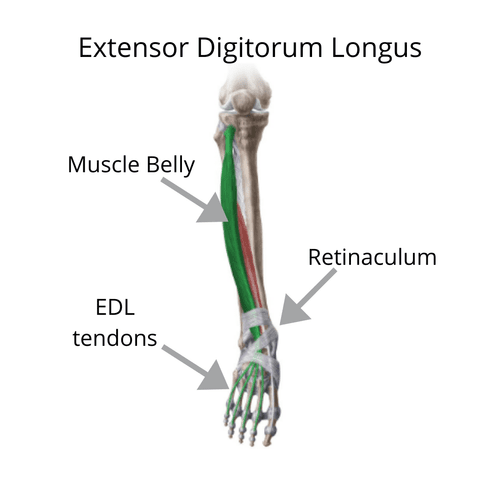 Extensor Hallucis Brevis Pain