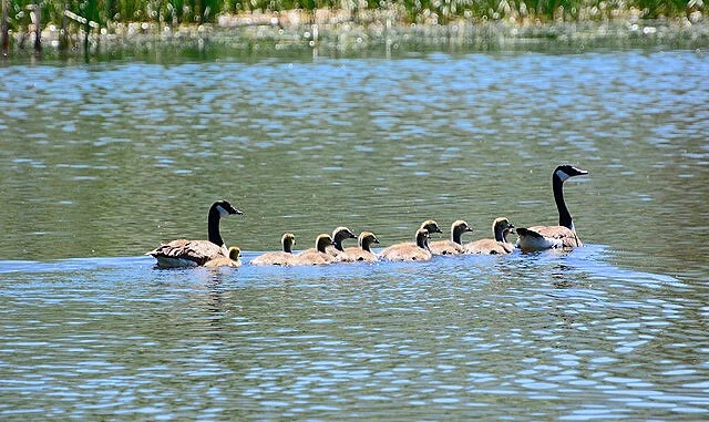 Great Salt Lake - America’s Serengeti — Utah Rivers Council