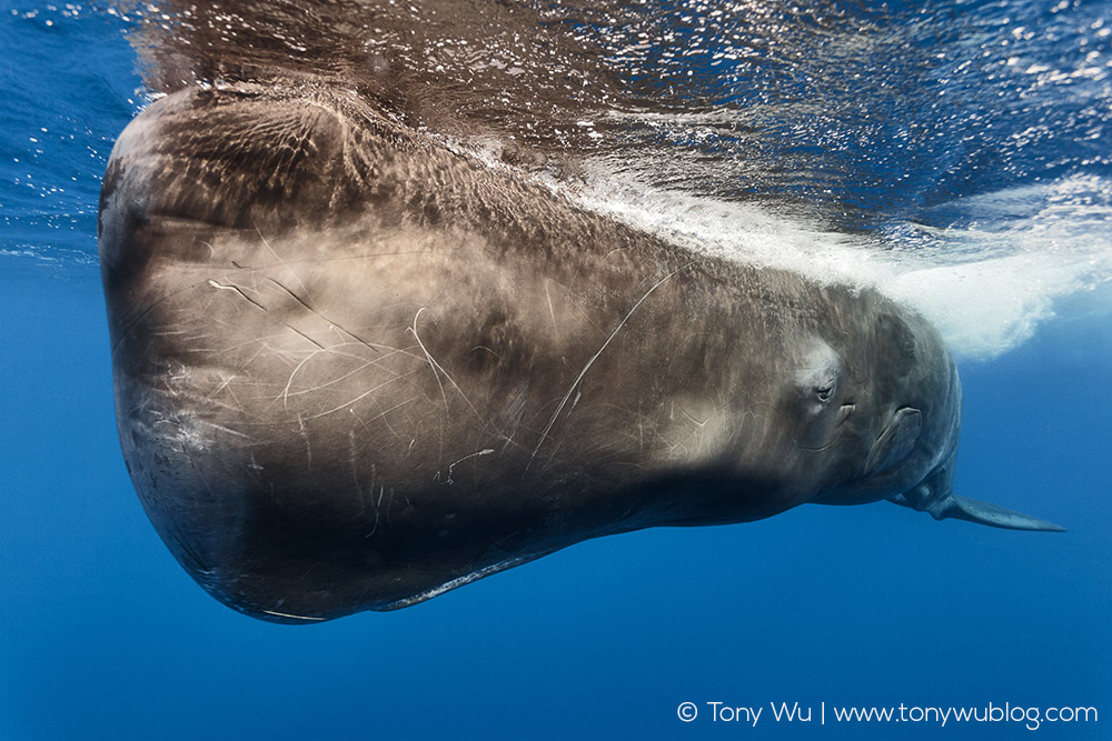 Sperm Whale Photos — Tony Wu Photography