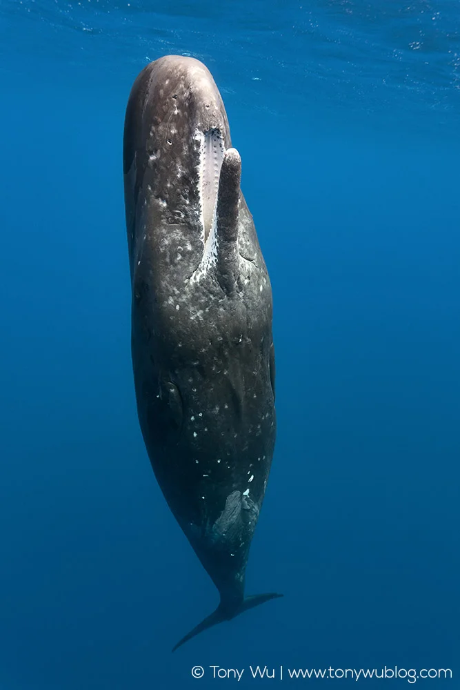 Sperm Whale Photos — Tony Wu Photography