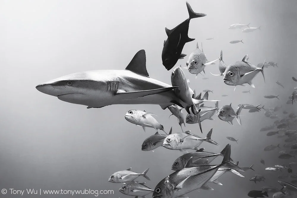 Underwater Monochrome Photographs — Tony Wu