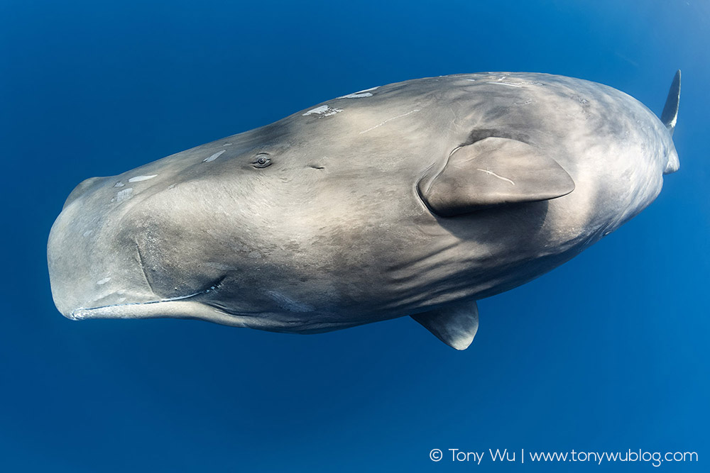 Sperm Whale Photos — Tony Wu Photography