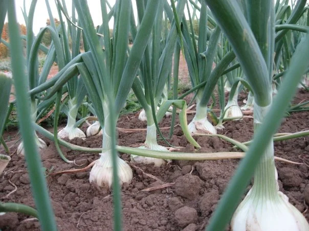 MEET YOUR FARMERS — Rising River Farm
