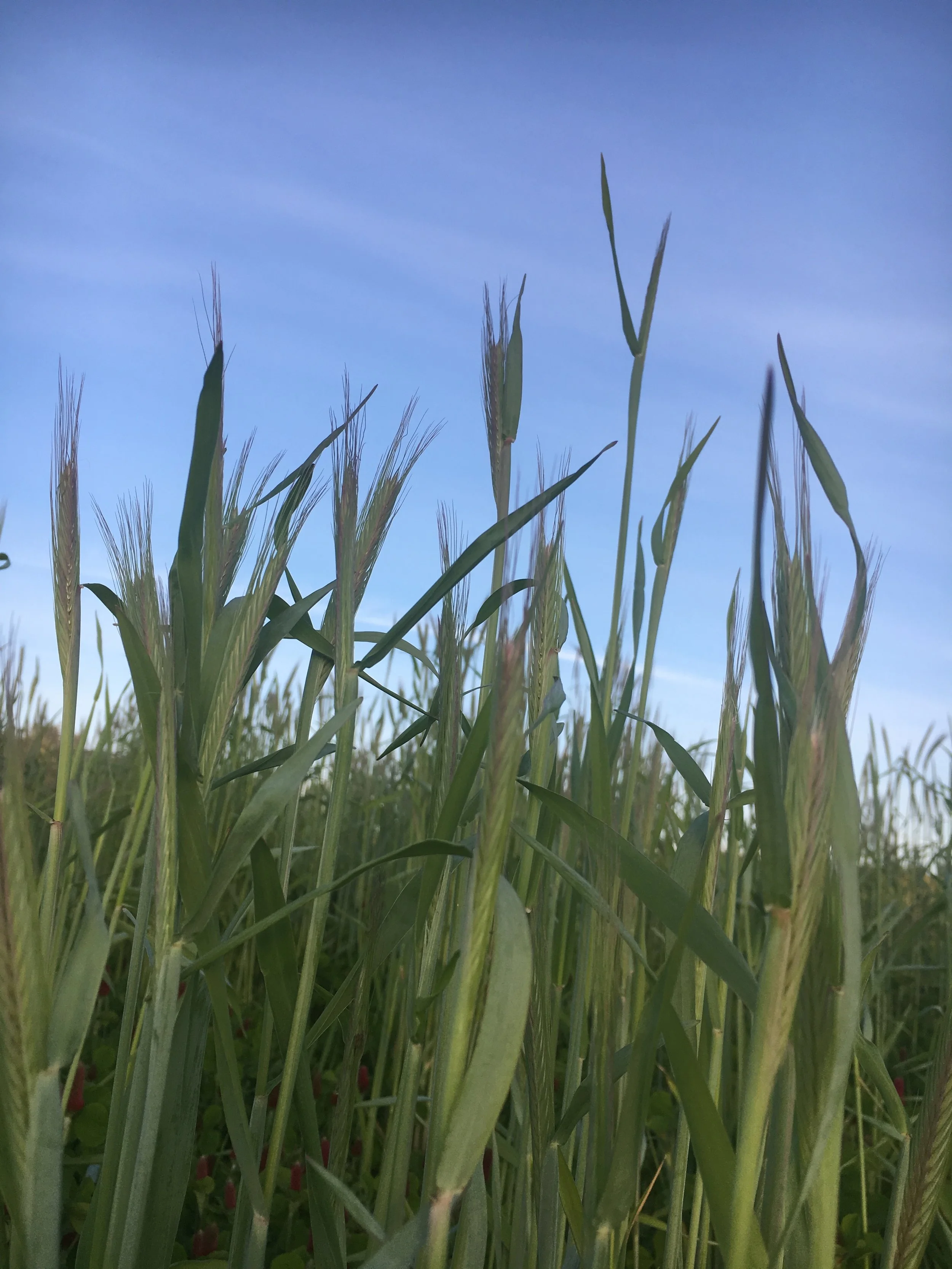 MEET YOUR FARMERS — Rising River Farm