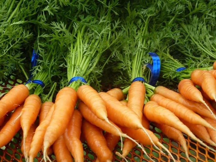 FARMERS MARKETS — Rising River Farm