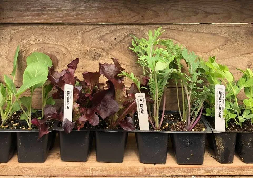 ABOUT OUR PLANTS — Rising River Farm