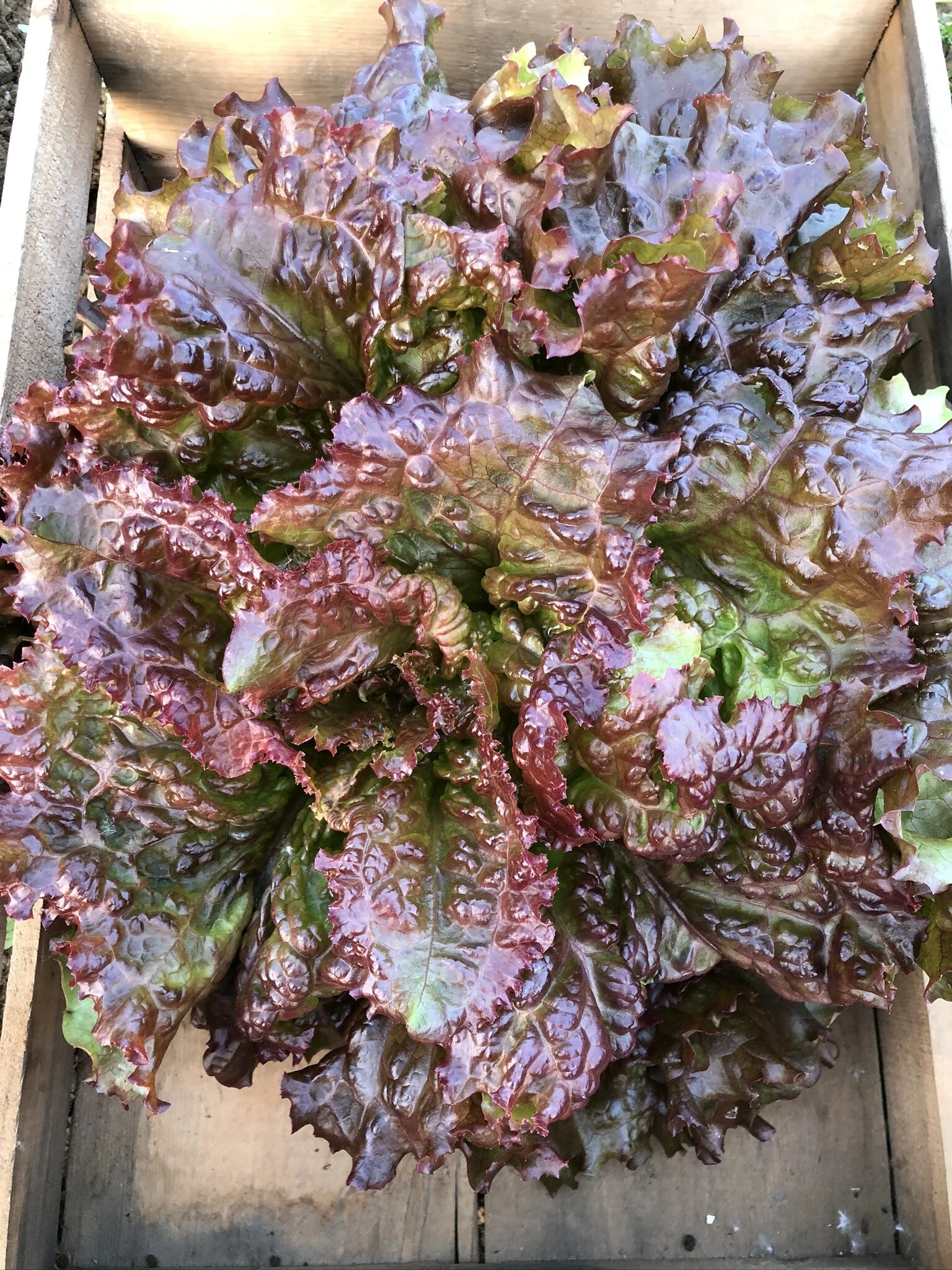 Red Leaf Lettuce Plant