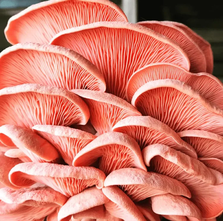 Pink Oyster Mushroom