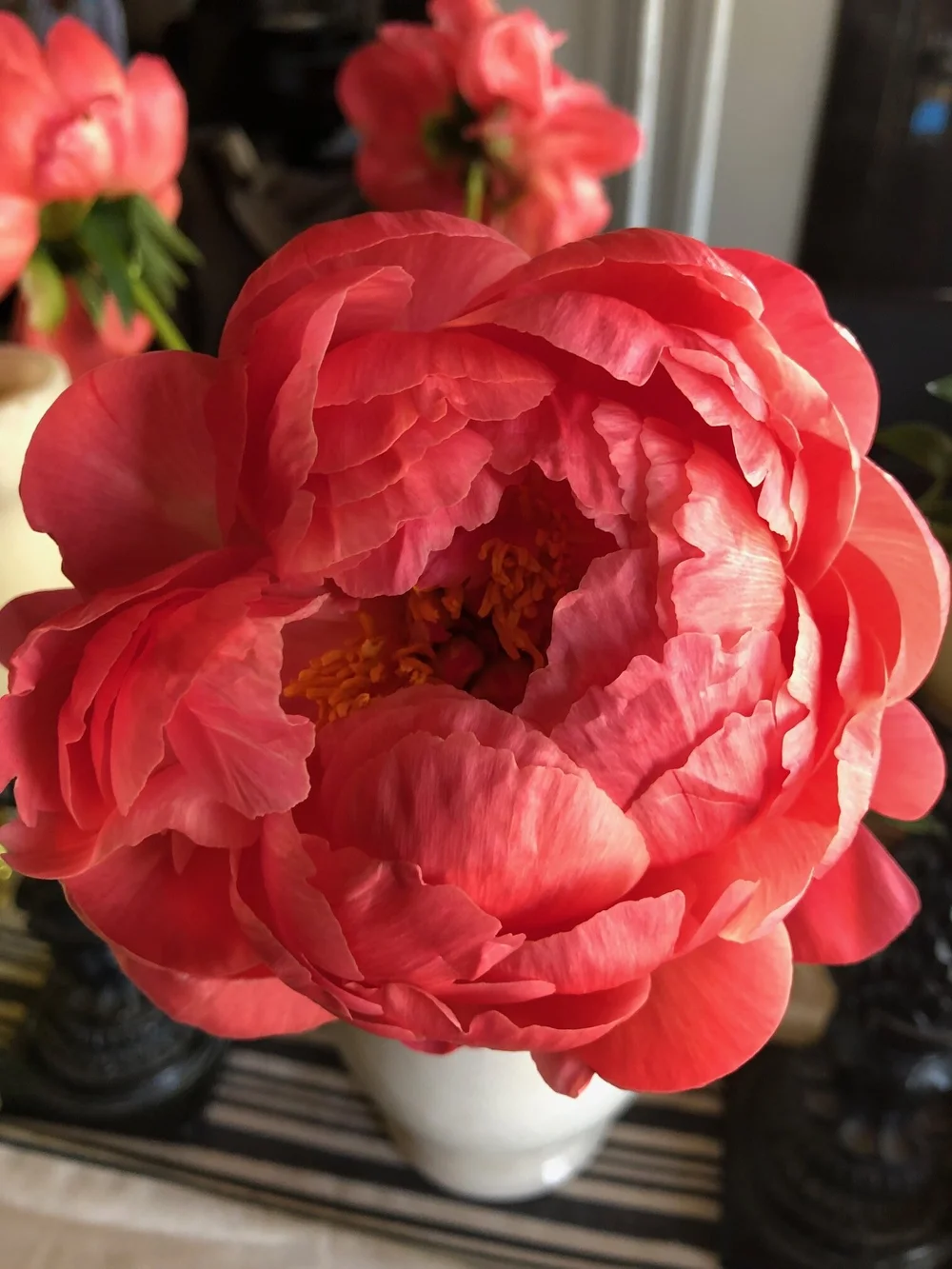 Coral Charm Peony