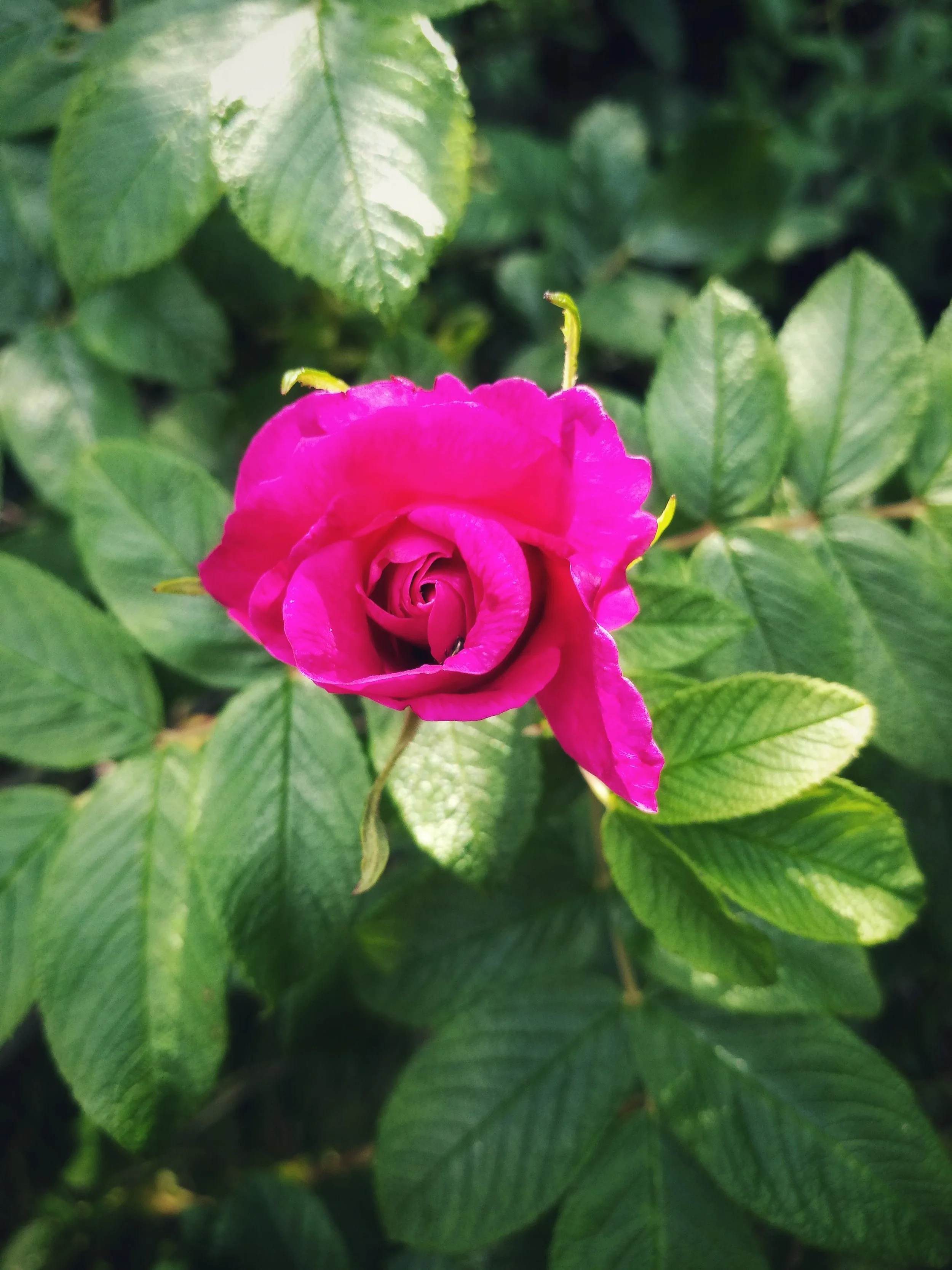 Lunchtime stroll — alanephotographic - Andrew Lane Photography