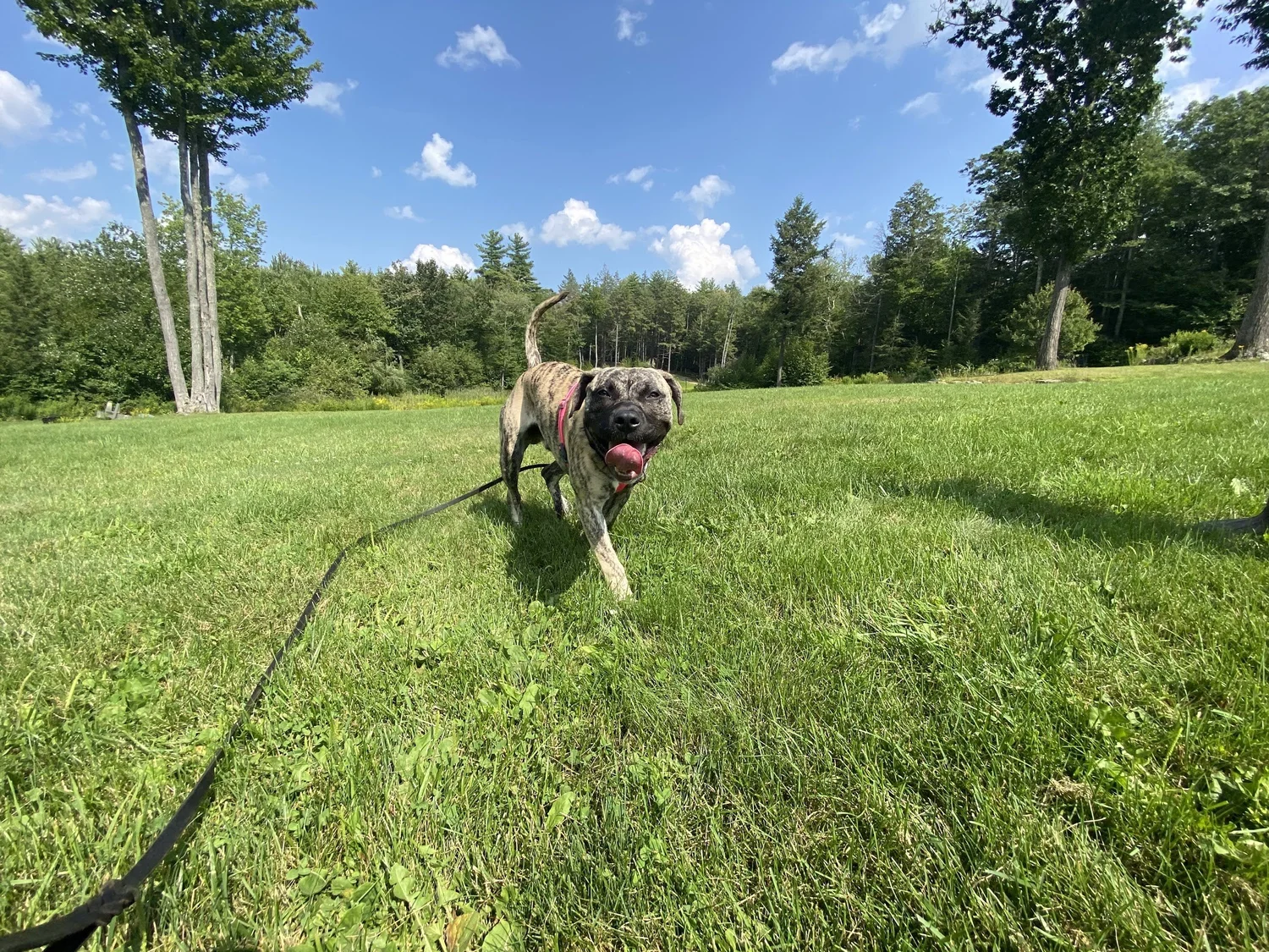 Second Chance Ranch Rescue NH