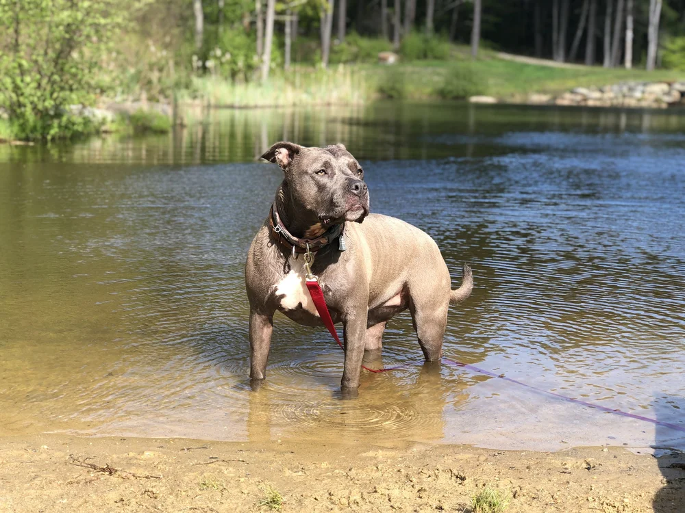 Second Chance Ranch Rescue NH