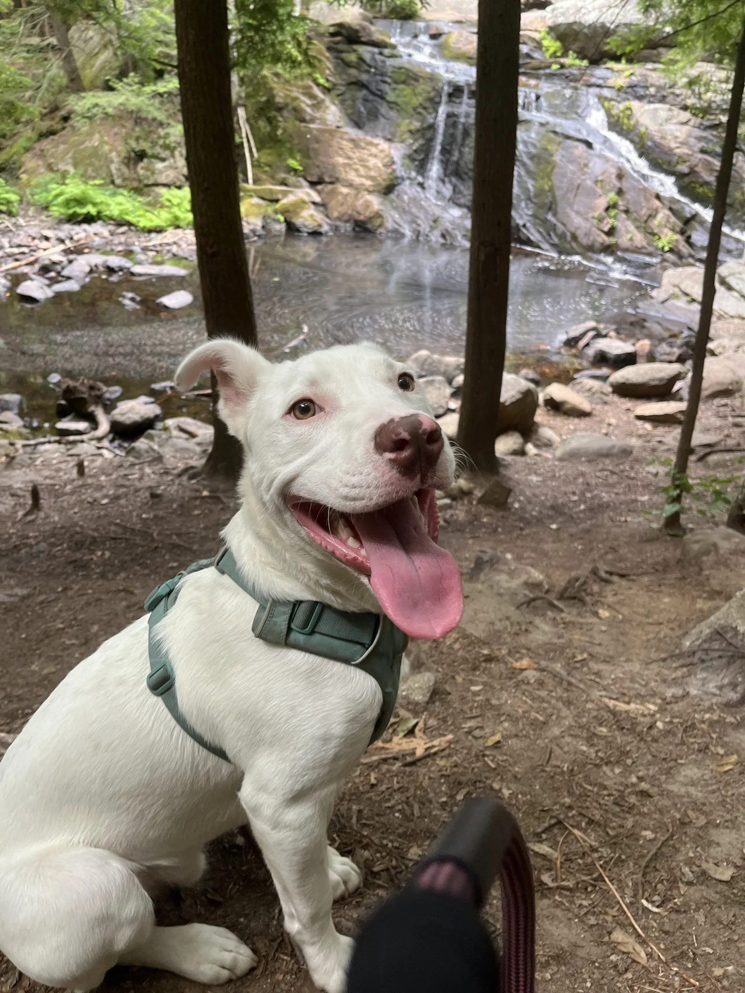 The Camp! — Second Chance Ranch Rescue