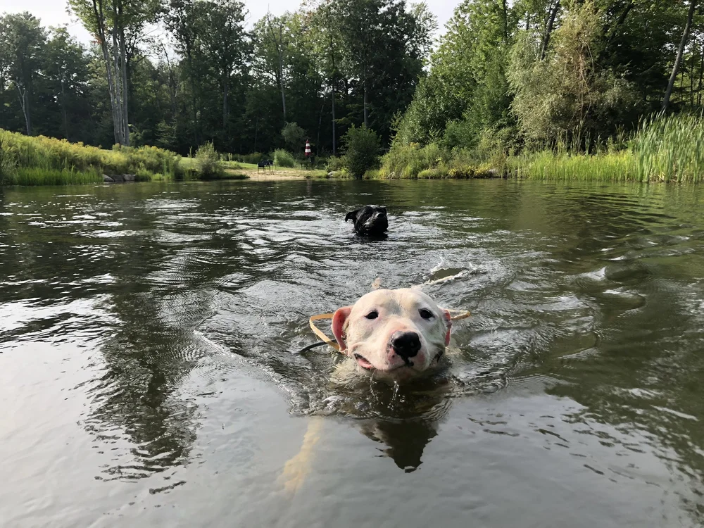 Second Chance Ranch Rescue NH