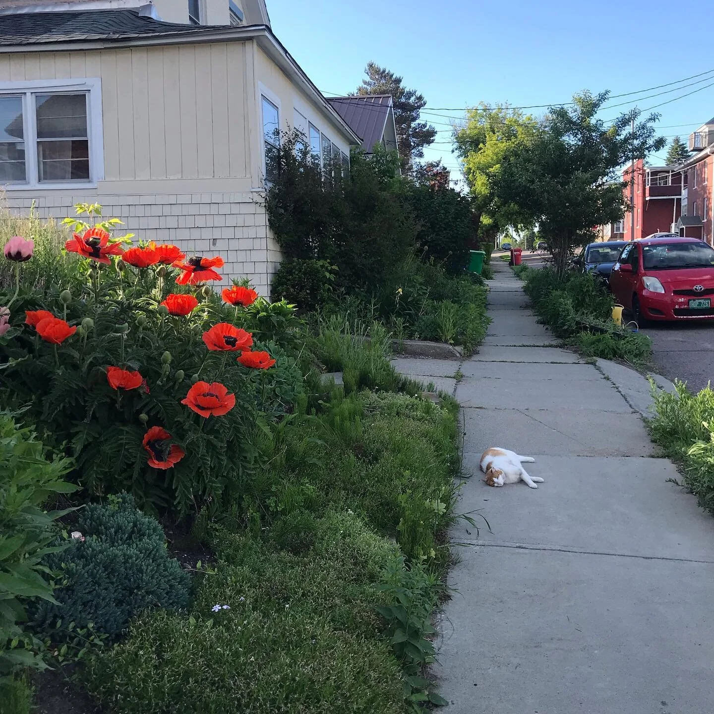 Grace Pfeil - Burlington, Vermont