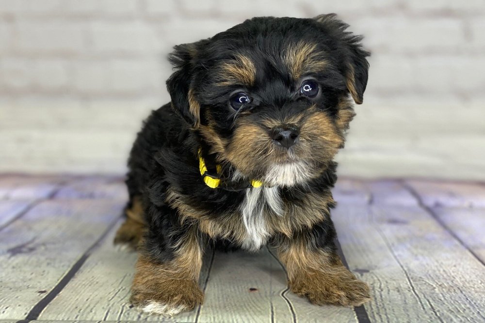 Are Yorkie Poos Hypoallergenic