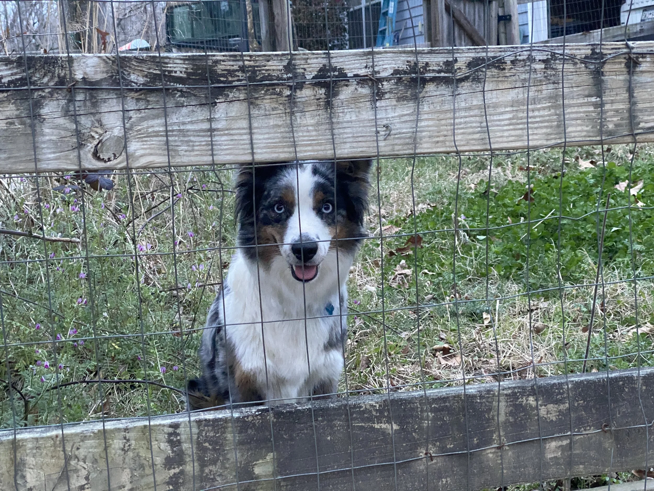 Our Herd — Hoofprint Meadows