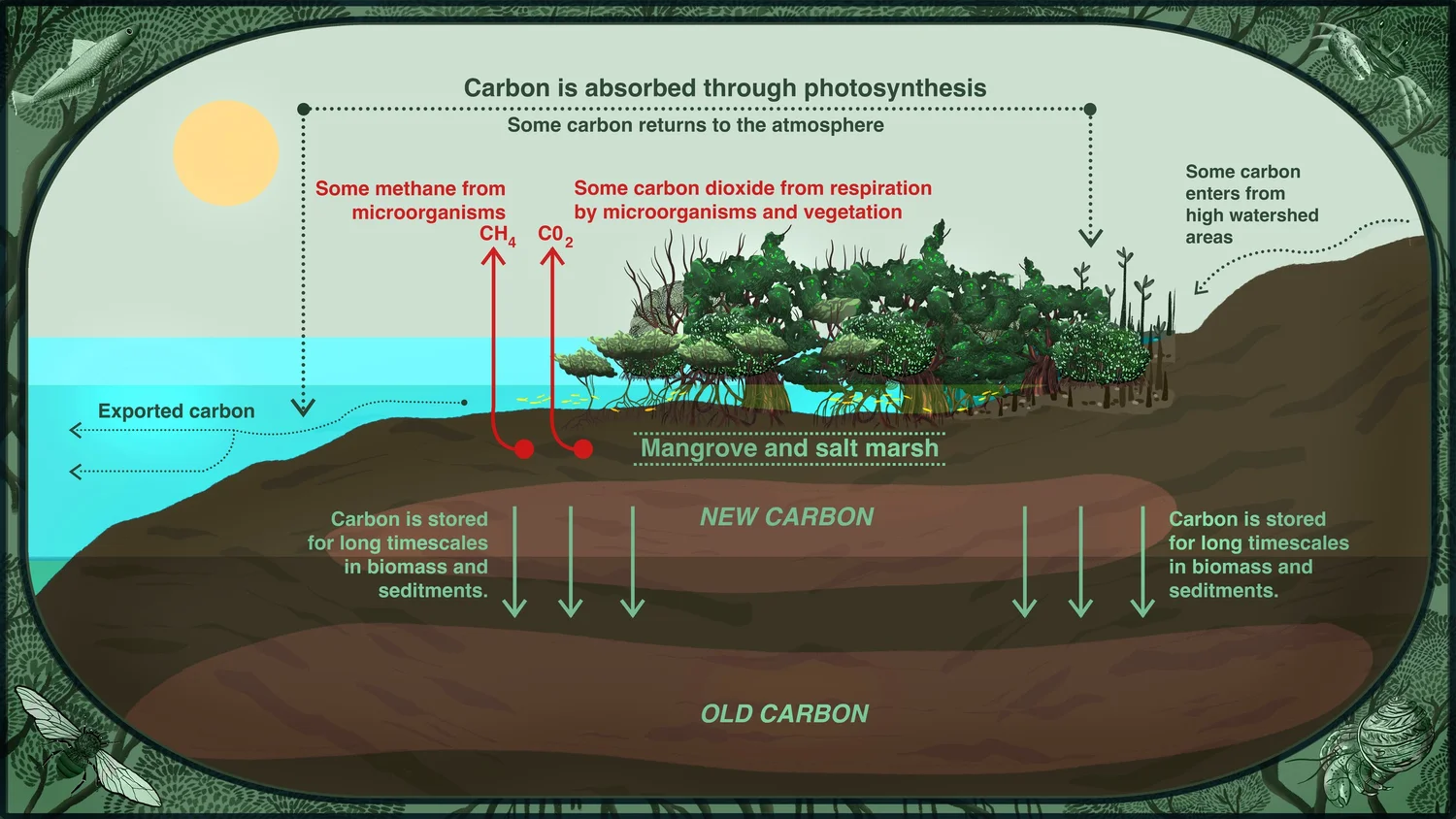 Science Gallery - Blue Carbon In Mangrove Ecosystems — SK