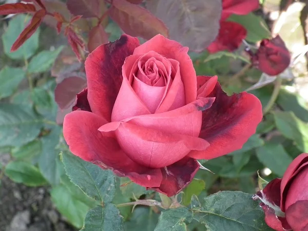 Alec's Red - Hybrid Tea Rose — Parkside Nursery Rose Growers