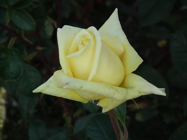 King's Ransom - Hybrid Tea — Parkside Nursery Rose Growers