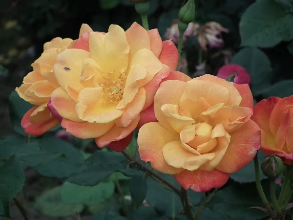 Joseph's Coat - Climbing Rose — Parkside Nursery Rose Growers
