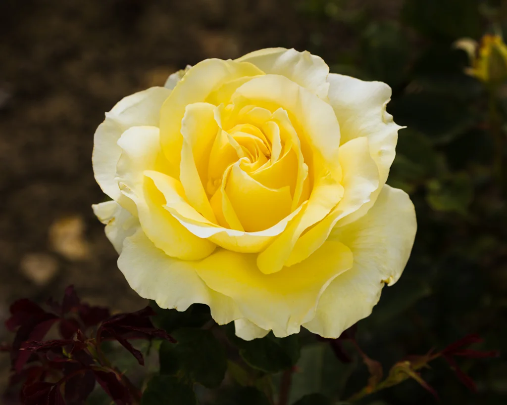 Buy Roses Online — Parkside Nursery Rose Growers