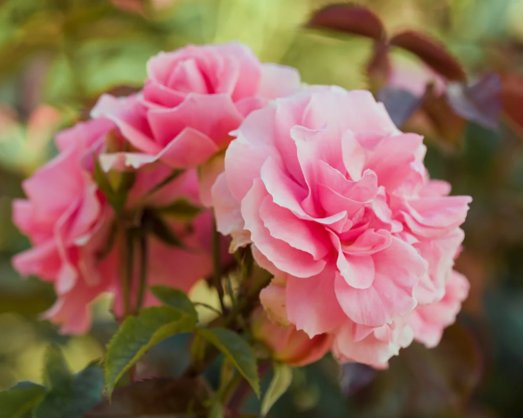Absent Friends - Floribunda Rose — Parkside Nursery Rose Growers