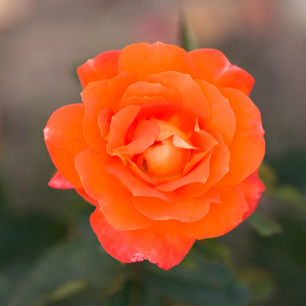 Absent Friends - Floribunda Rose — Parkside Nursery Rose Growers