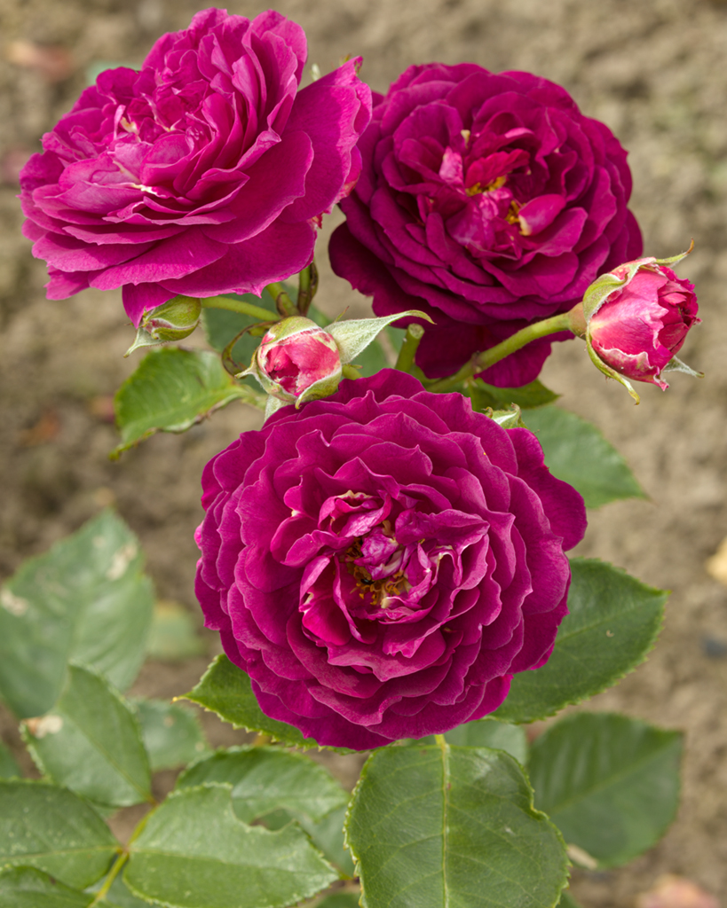 Absent Friends - Floribunda Rose — Parkside Nursery Rose Growers