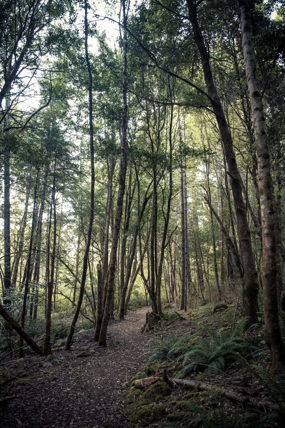 Six Rivers National Forest — Cowley Visuals