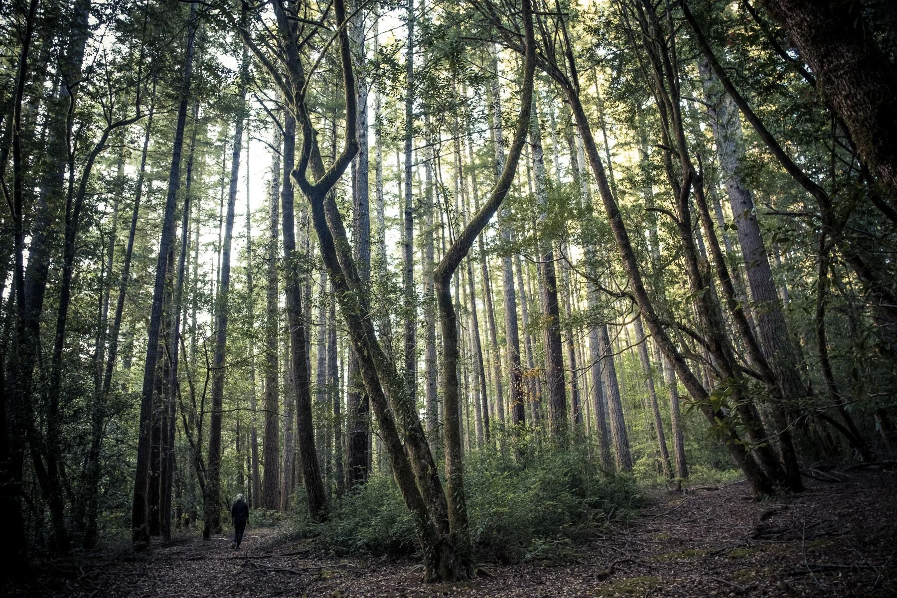 Six Rivers National Forest — Cowley Visuals