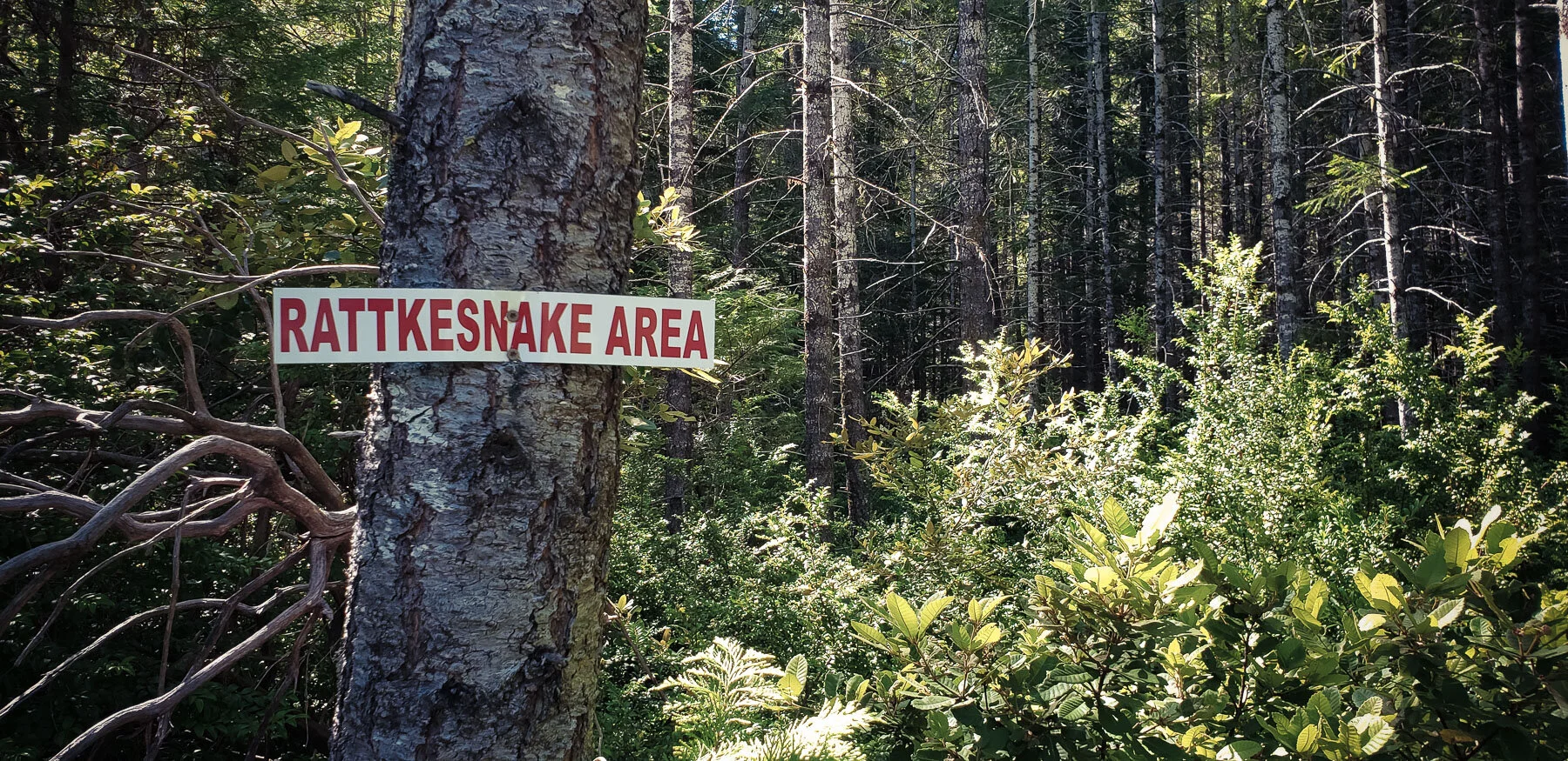 Six Rivers National Forest — Cowley Visuals