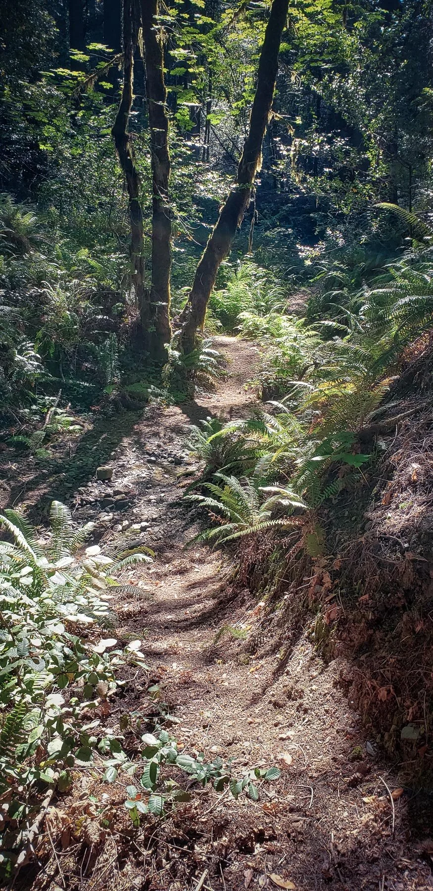 Six Rivers National Forest — Cowley Visuals