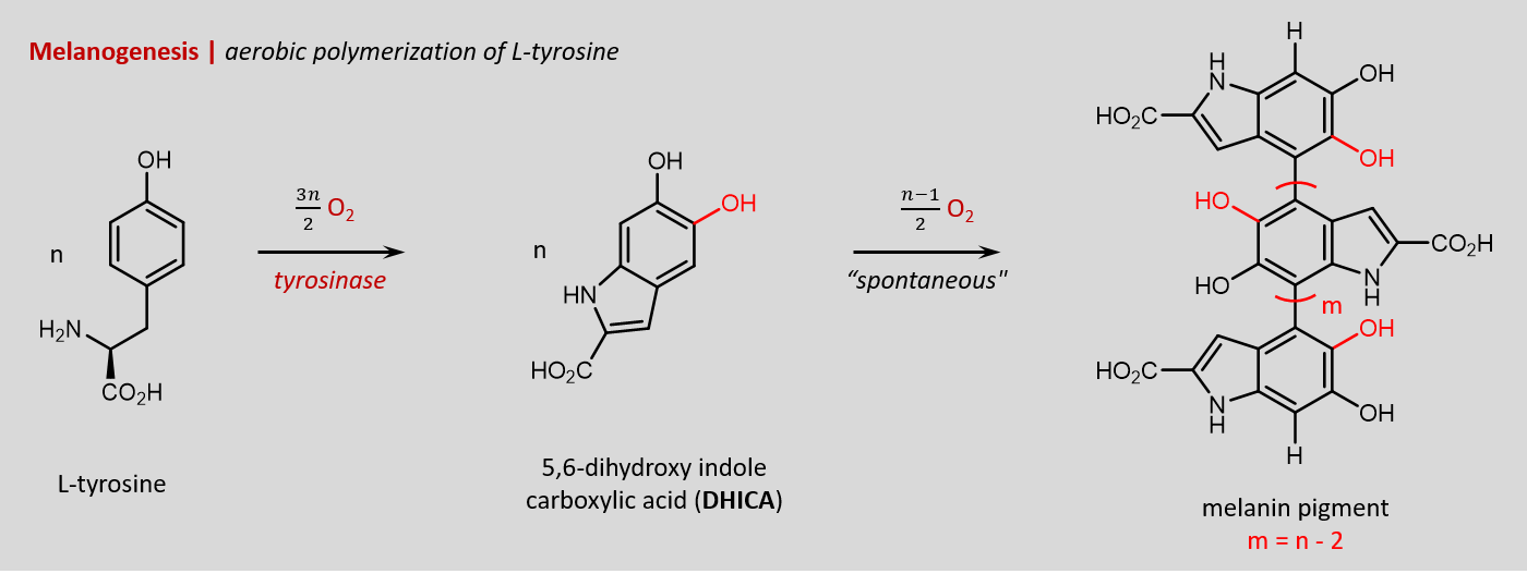 Pigmentation — The Lumb Group