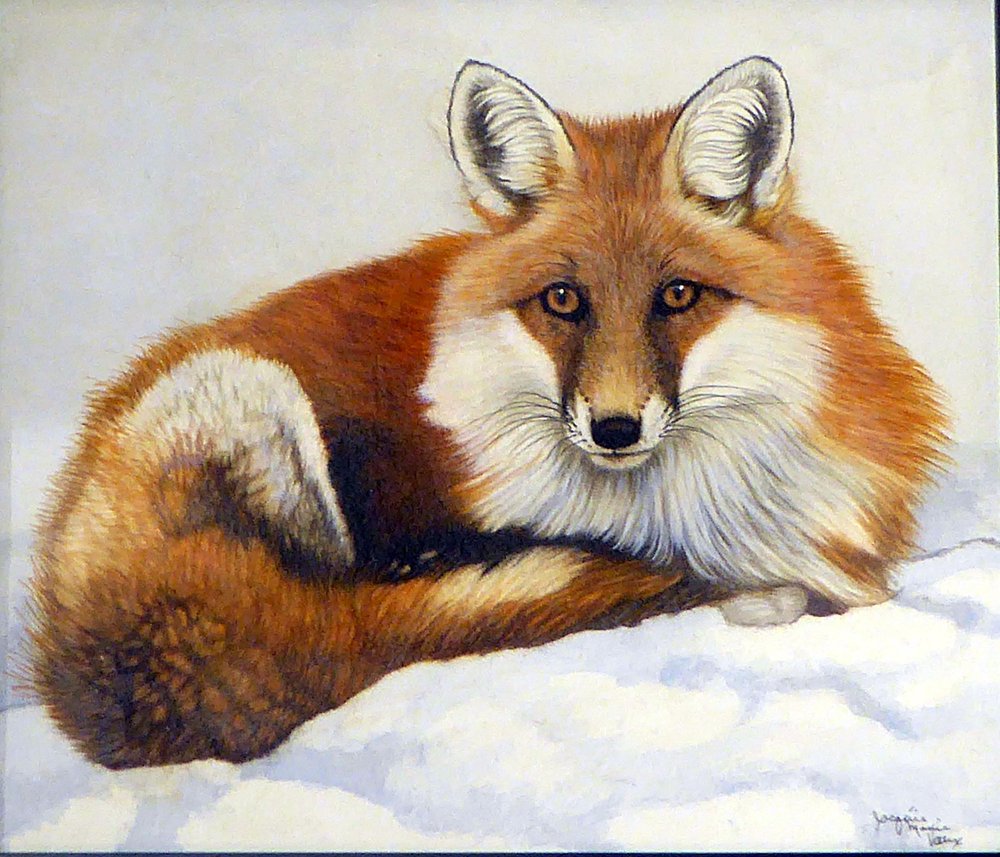 Red Fox Pencil Drawings