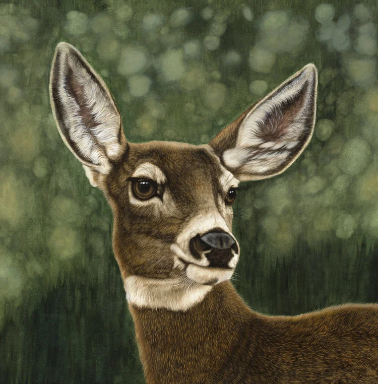 Doe Deer Art