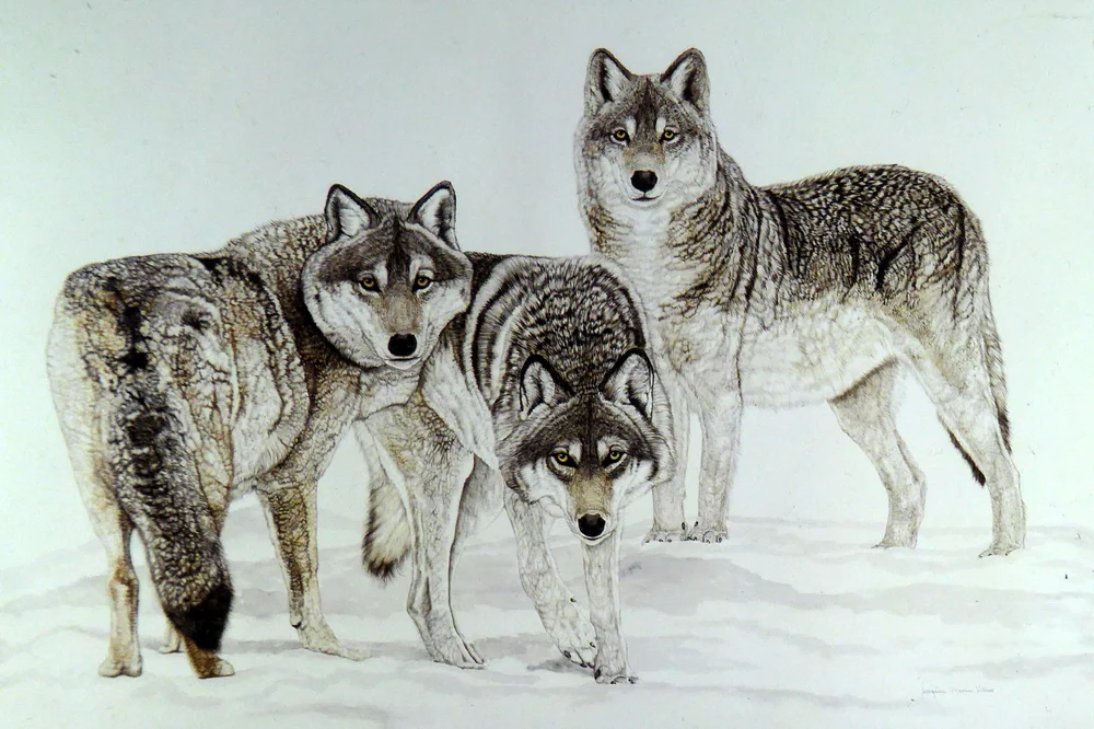 Drawing Of Wolves In The Wild
