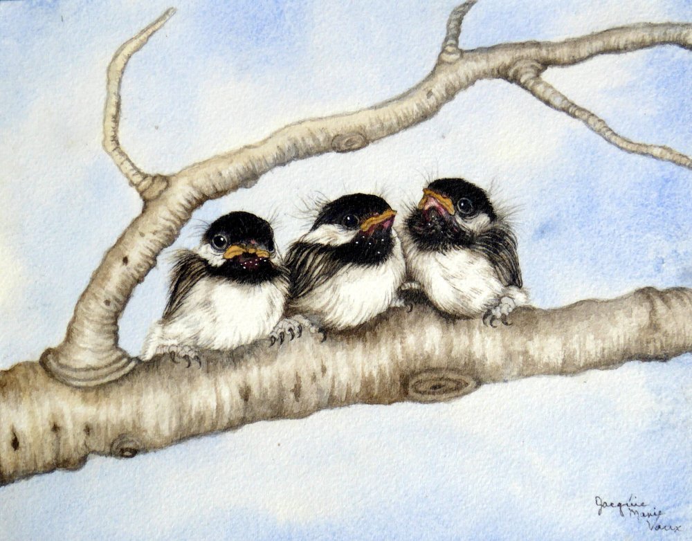 Chickadee On A Branch