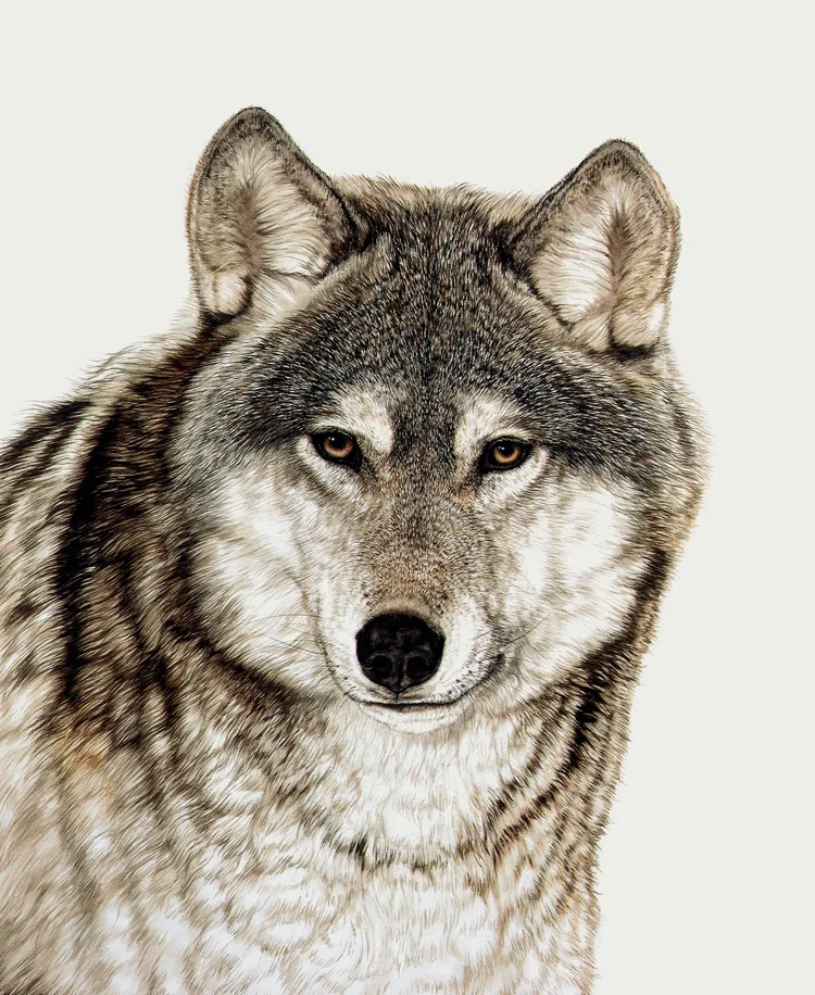 Grey Wolf Face