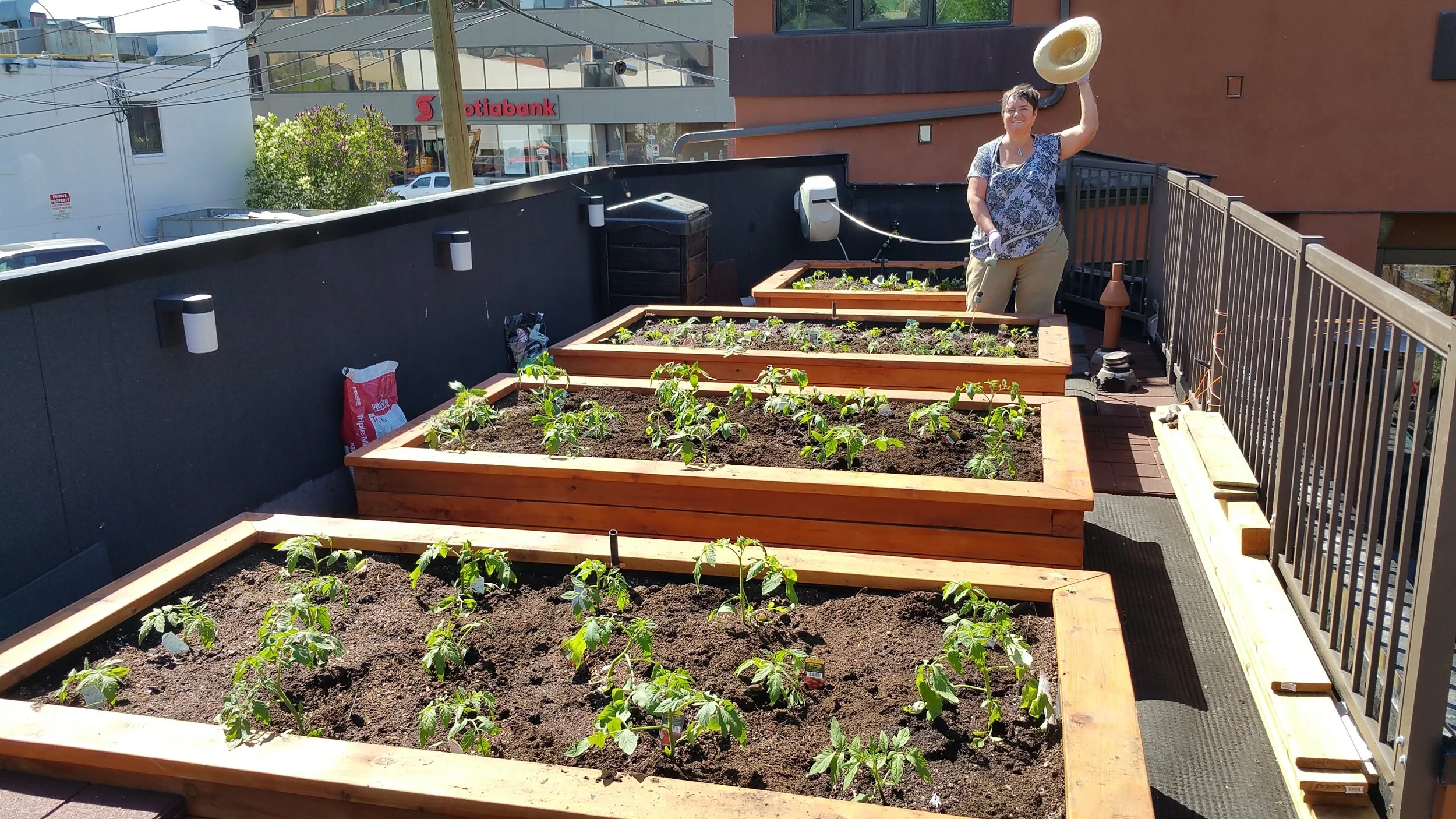 Food Roof — green t design