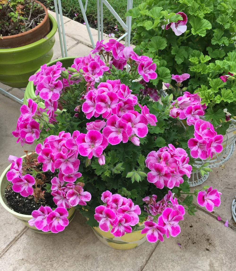 Spring in my Southern California Garden — Whispers of the Heart