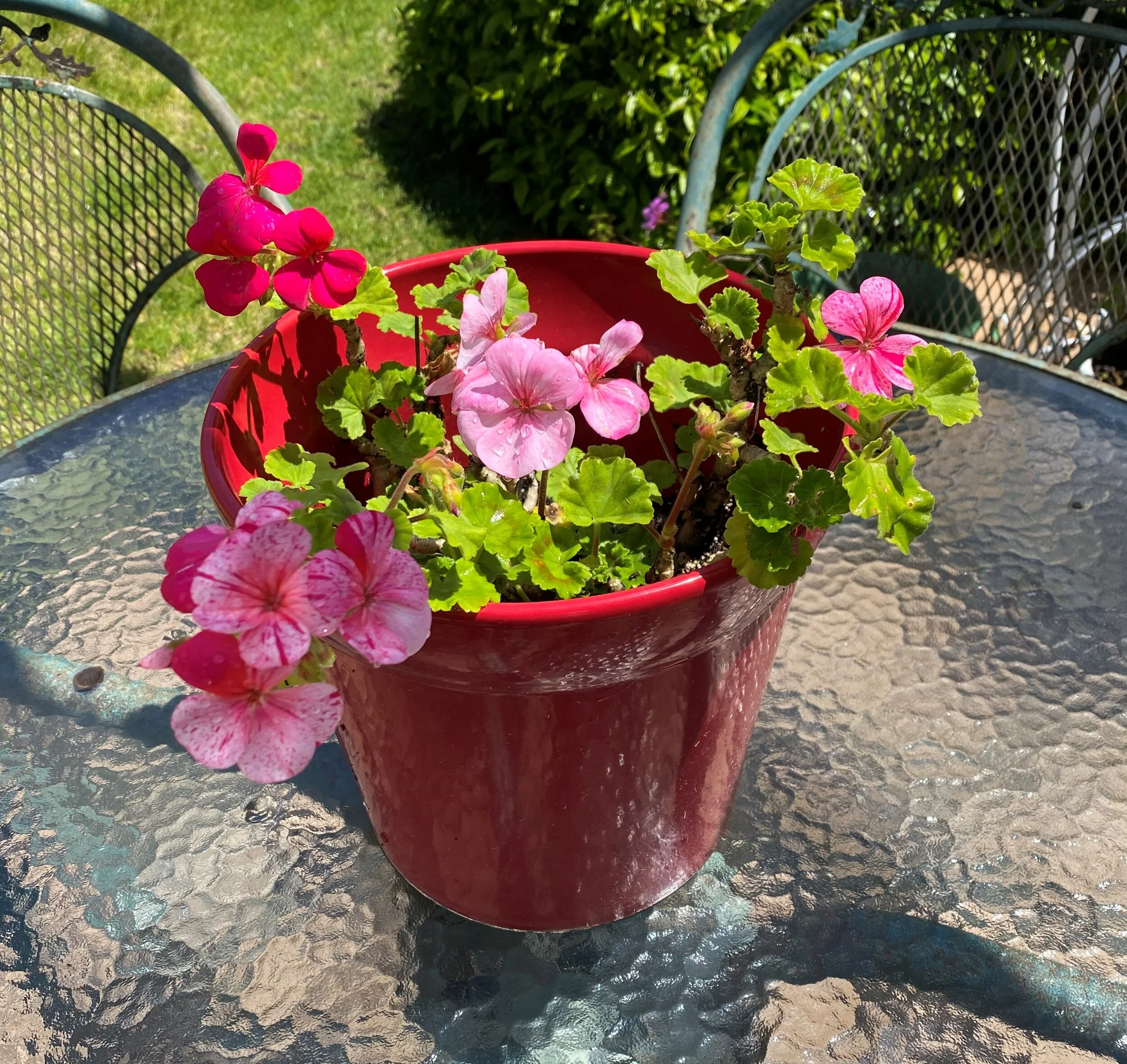 Spring in my Southern California Garden — Whispers of the Heart
