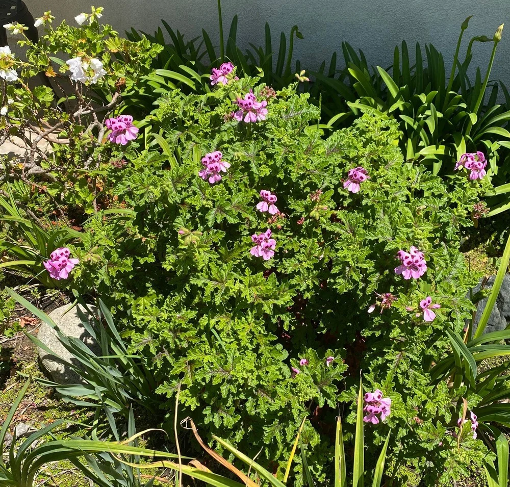 Spring in my Southern California Garden — Whispers of the Heart