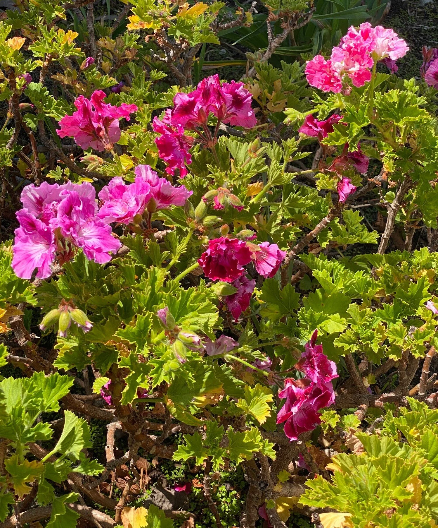 Spring in my Southern California Garden — Whispers of the Heart