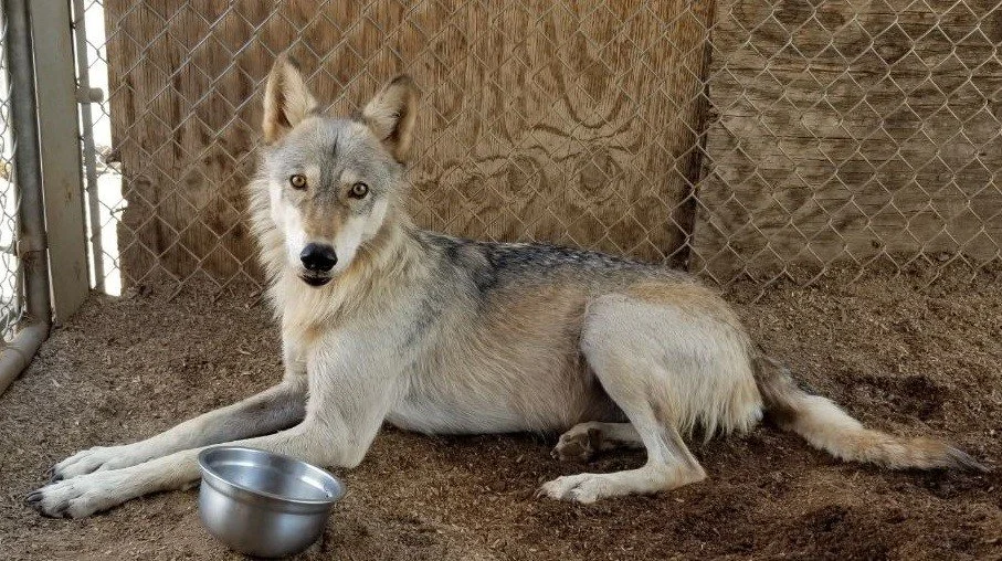Brown Wolf Hybrid
