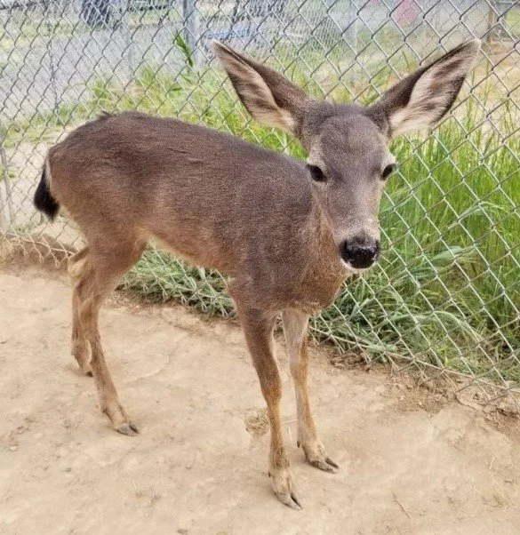 Black Baby Deer