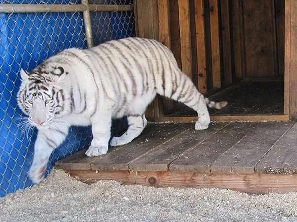 Types Of White Tigers